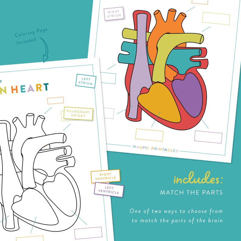 Human Heart Printable Activity Bundle - Human Heart Anatomy - Kids ...
