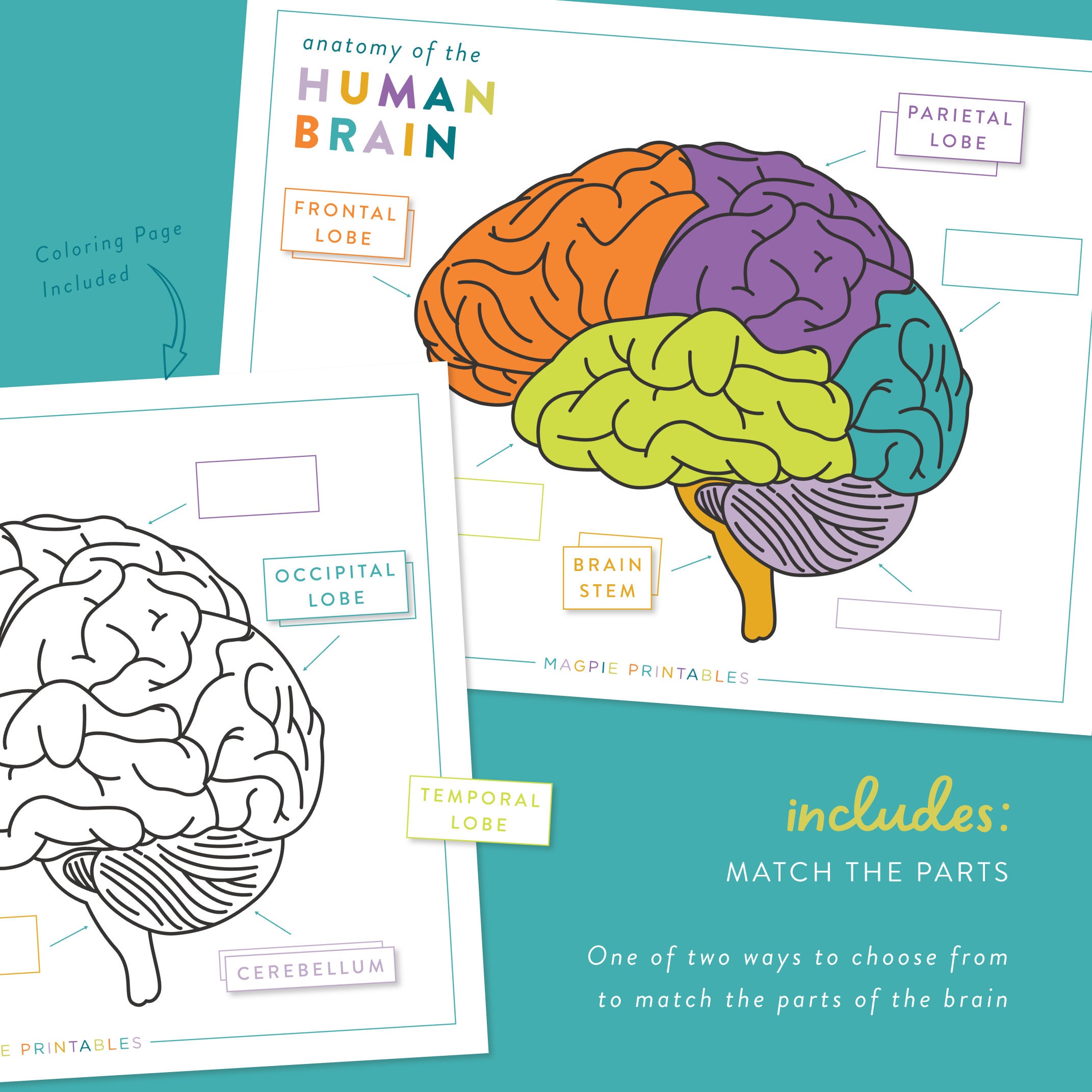 Human Brain Printable Activity Bundle - Human Brain Anatomy - Kids ...