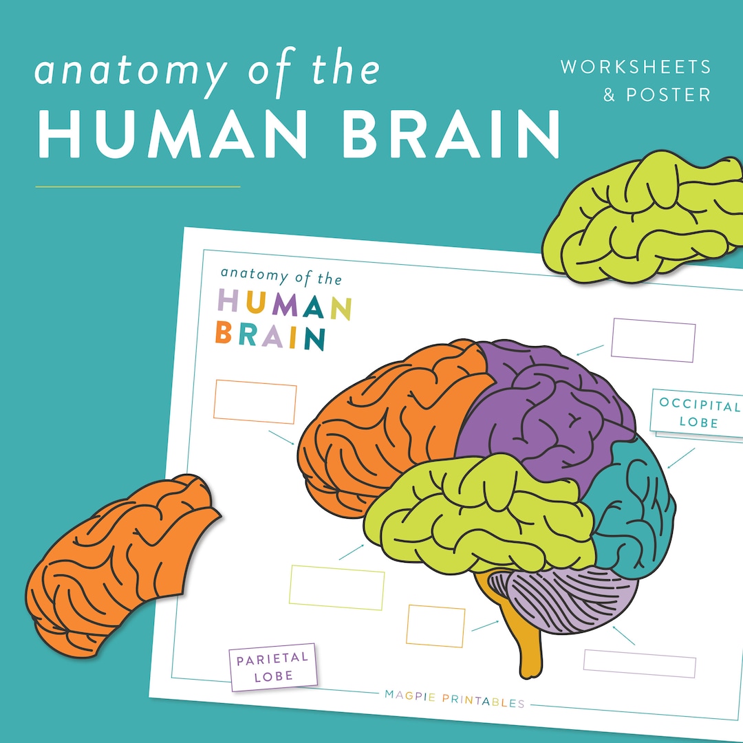 Human Brain Printable Activity Bundle - Human Brain Anatomy - Kids ...