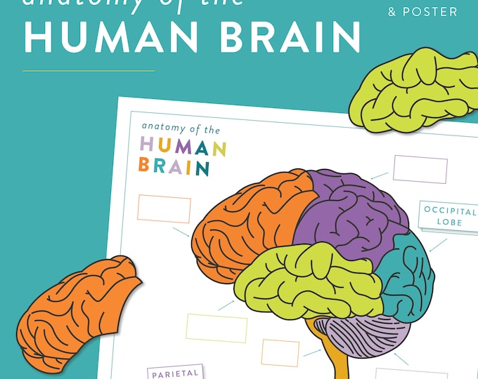 Human Brain Anatomy Printable Activity, Brain Puzzle, Brain ...