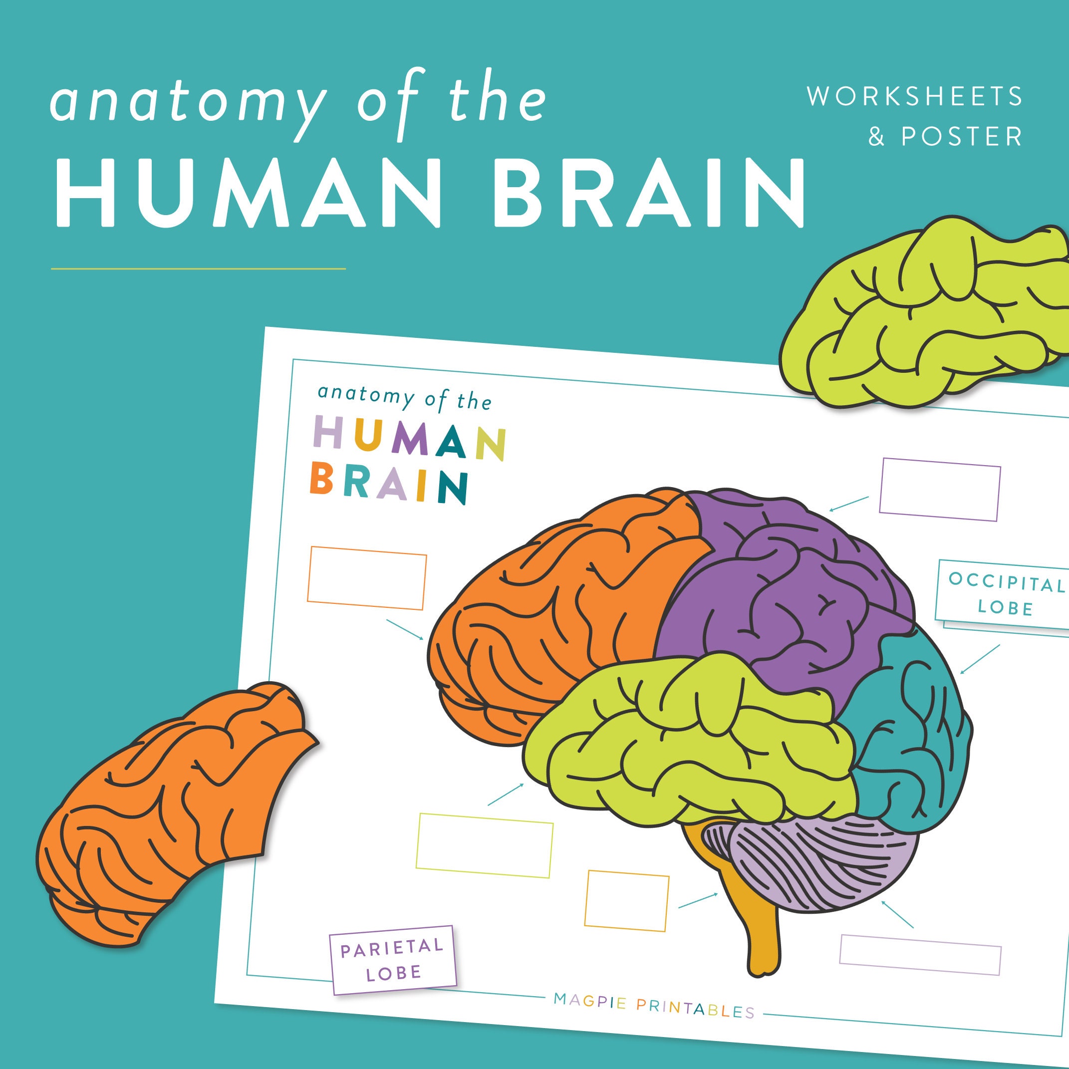 Human Brain Printable Activity Bundle - Human Brain Anatomy - Kids ...