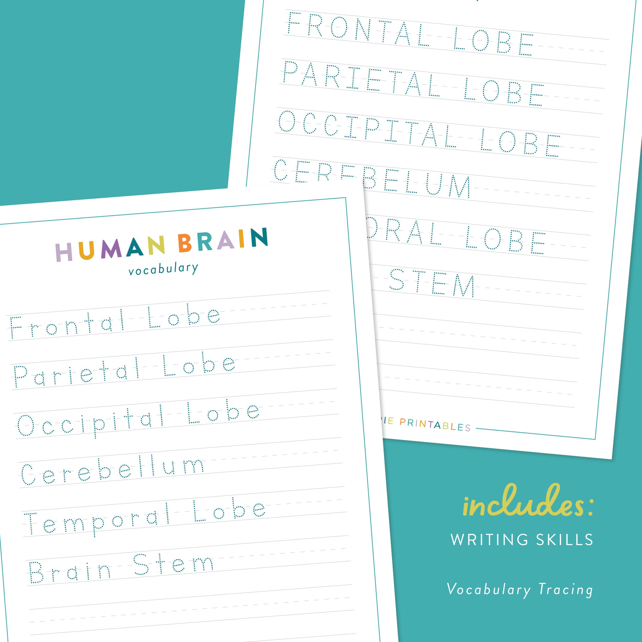 Human Brain Printable Activity Bundle - Human Brain Anatomy - Kids ...