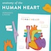 Human Heart Printable Activity Bundle - Human Heart Anatomy - Kids ...