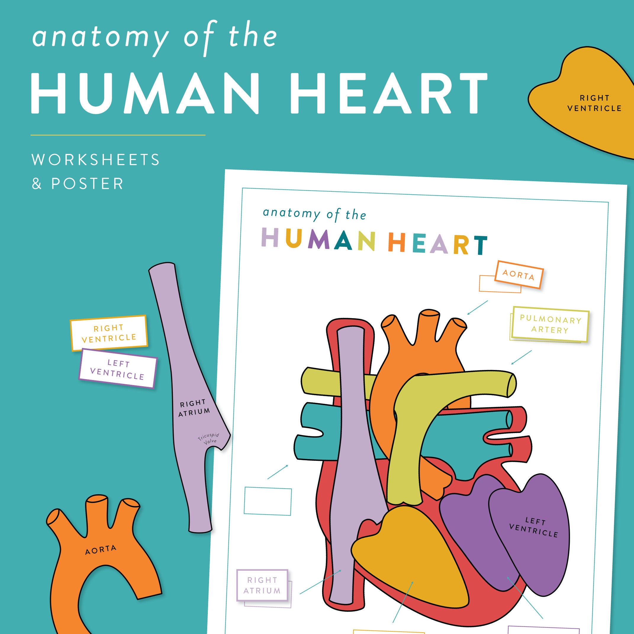 Human Heart Printable Activity Bundle - Human Heart Anatomy - Kids ...