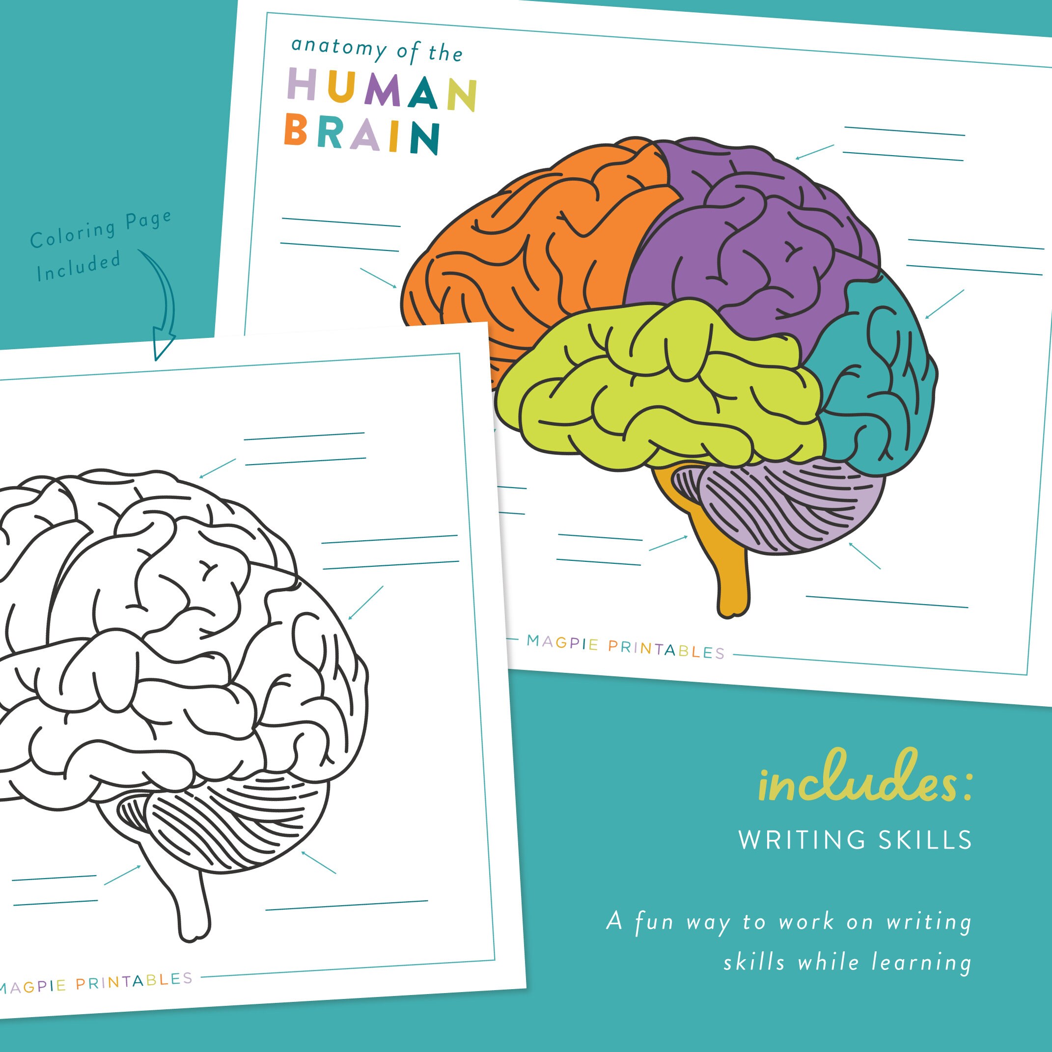 Human Brain Printable Activity Bundle - Human Brain Anatomy - Kids ...