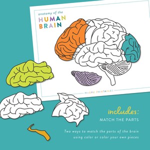 Human Brain Printable Activity Bundle - Human Brain Anatomy - Kids ...