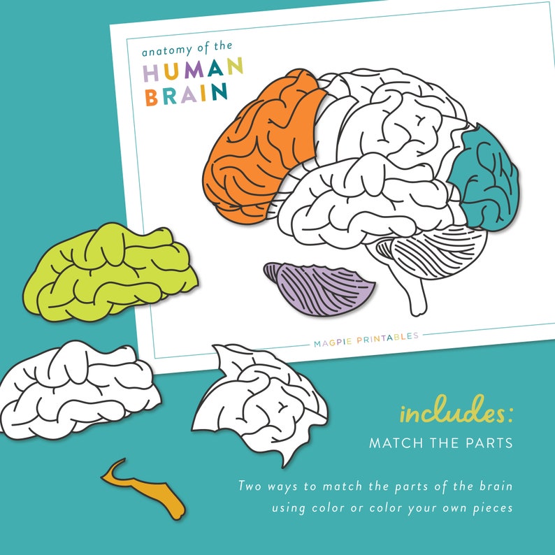 Human Brain Printable Activity Bundle - Human Brain Anatomy - Kids ...