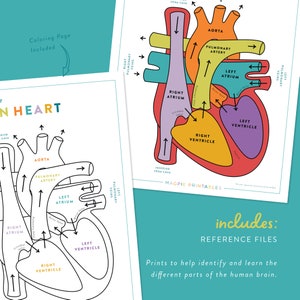 Human Heart Printable Activity Bundle - Human Heart Anatomy - Kids ...