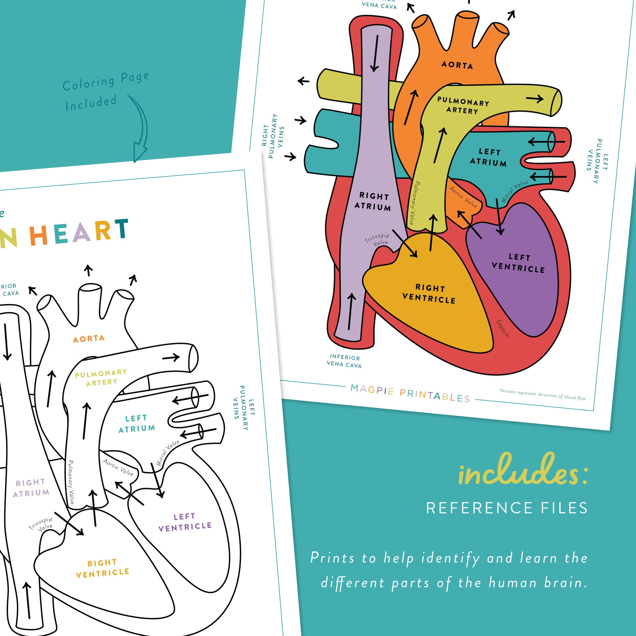Human Heart Printable Activity Bundle - Human Heart Anatomy - Kids ...