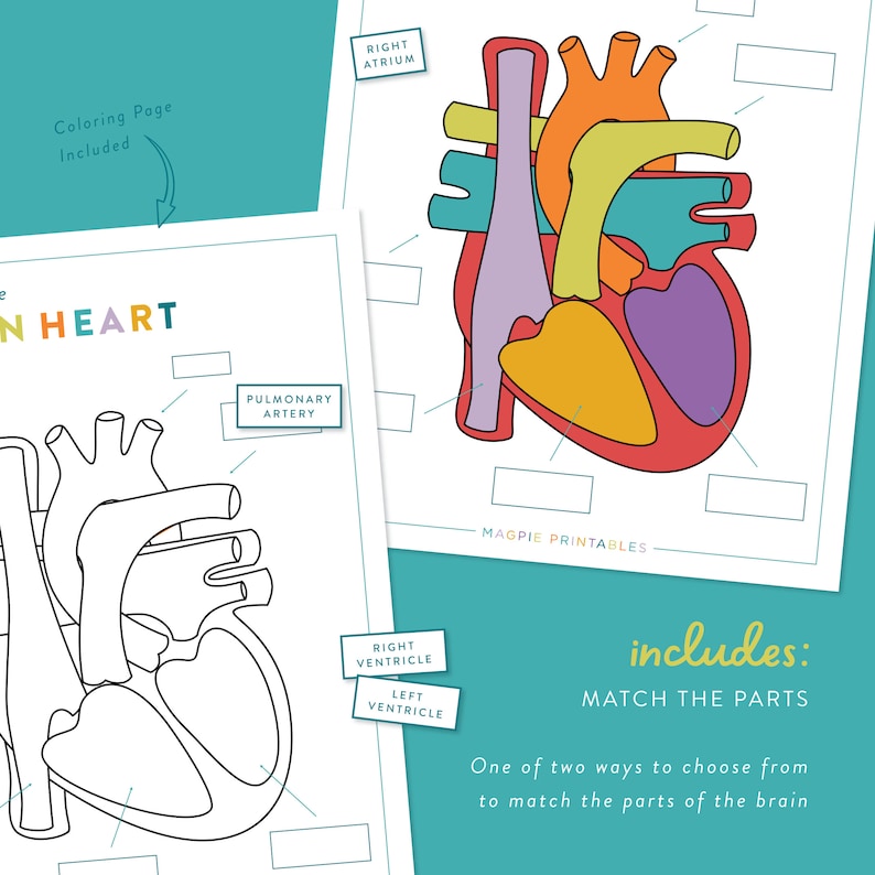 Human Heart Printable Activity Bundle - Human Heart Anatomy - Kids ...