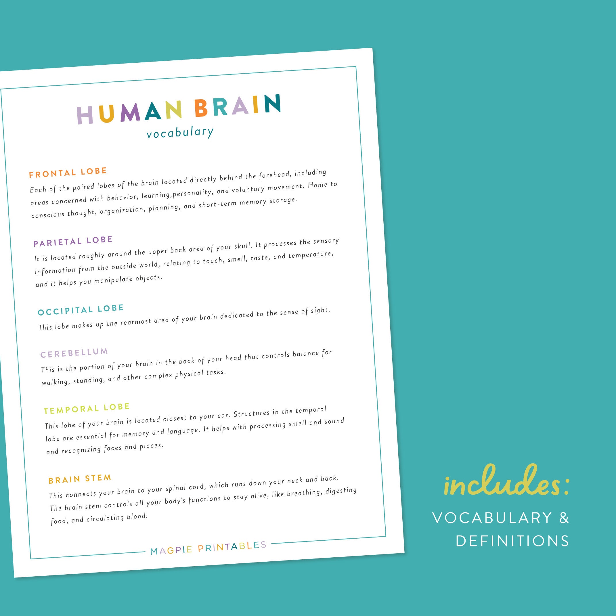 Human Brain Printable Activity Bundle - Human Brain Anatomy - Kids ...