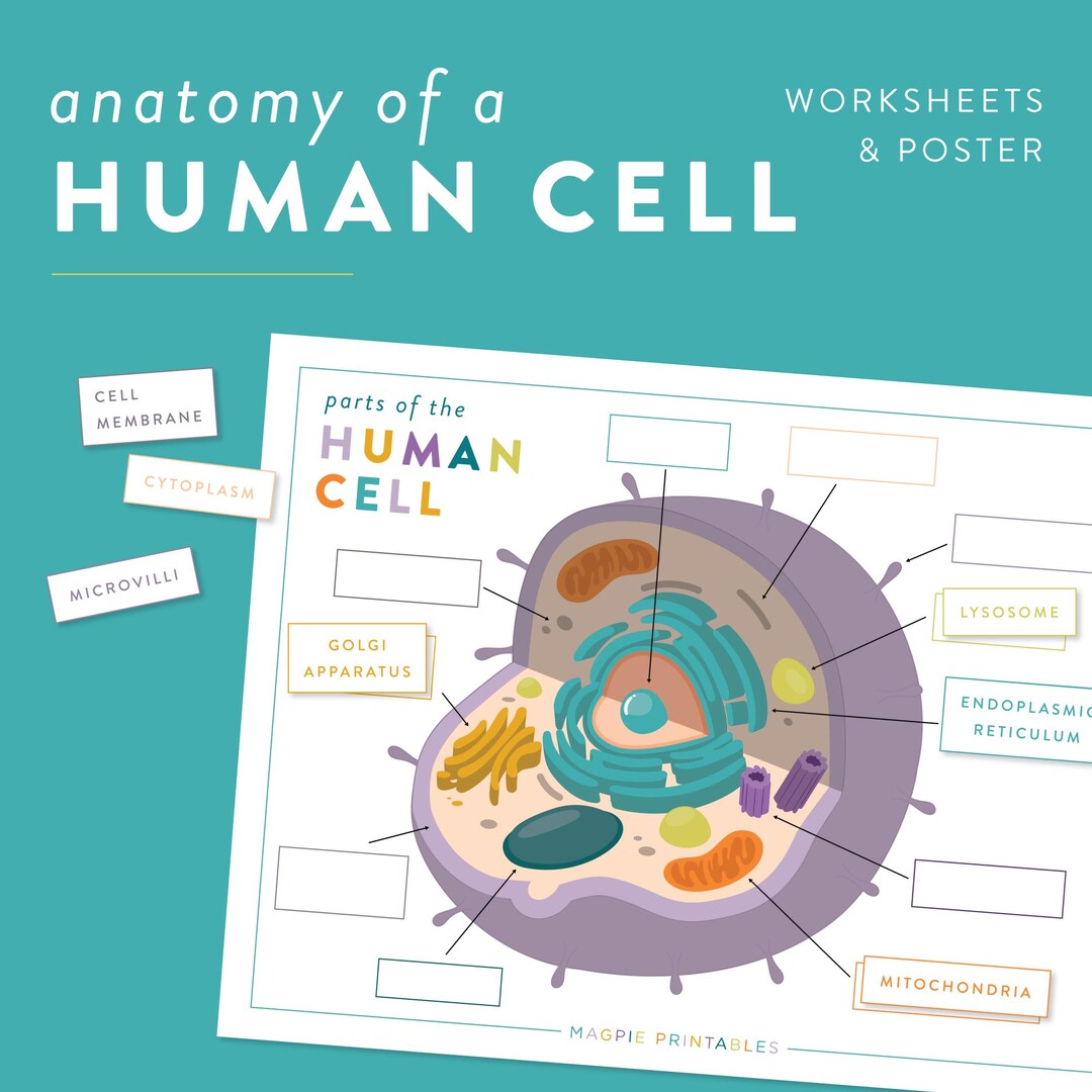 Human Cell Printable Activity Bundle - Human Cell Anatomy - Kids ...