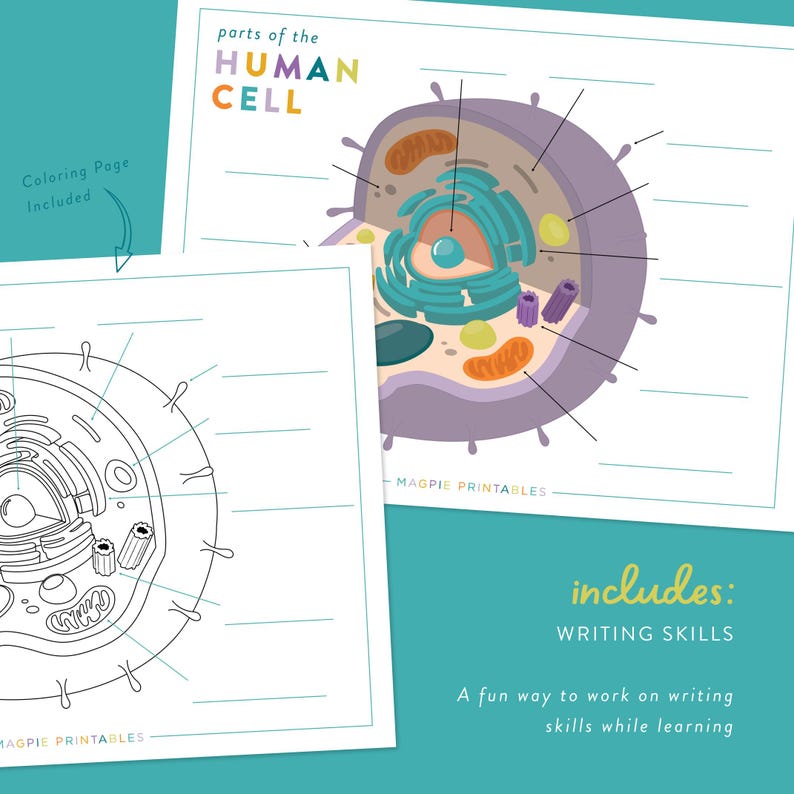 Human Cell Printable Activity Bundle - Human Cell Anatomy - Kids ...