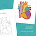 Human Heart Printable Activity Bundle - Human Heart Anatomy - Kids ...