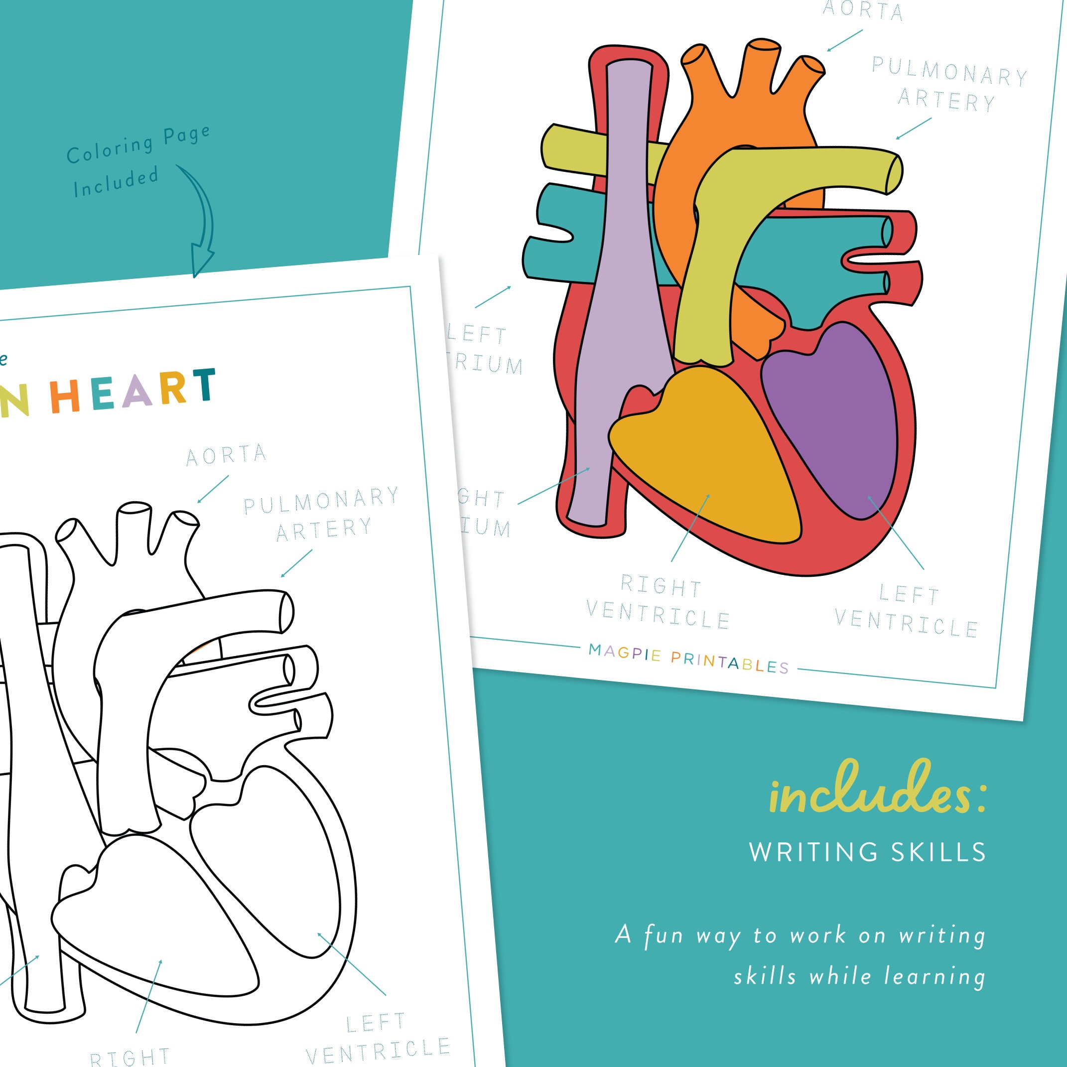 Human Heart Printable Activity Bundle - Human Heart Anatomy - Kids ...