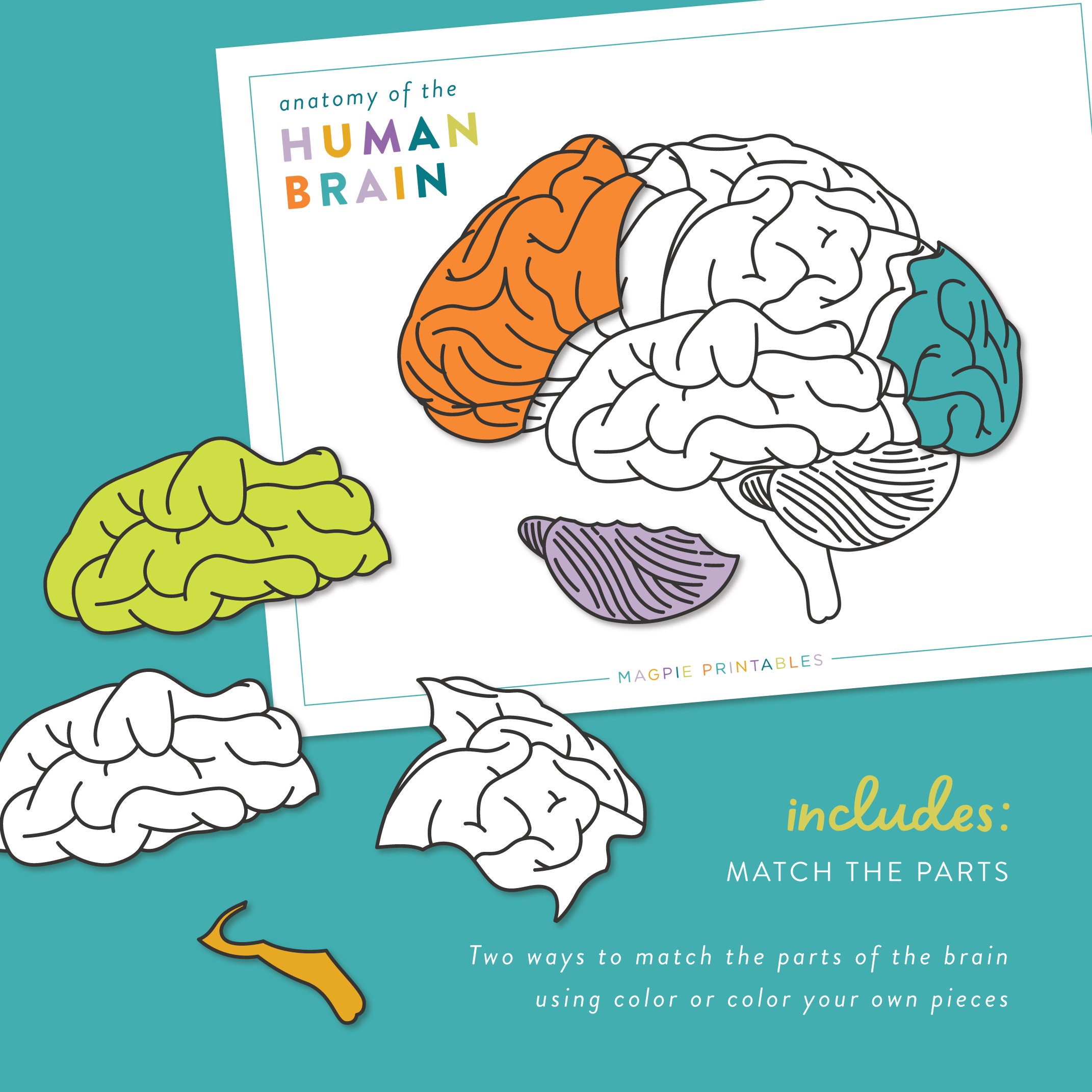 Human Brain Printable Activity Bundle - Human Brain Anatomy - Kids ...