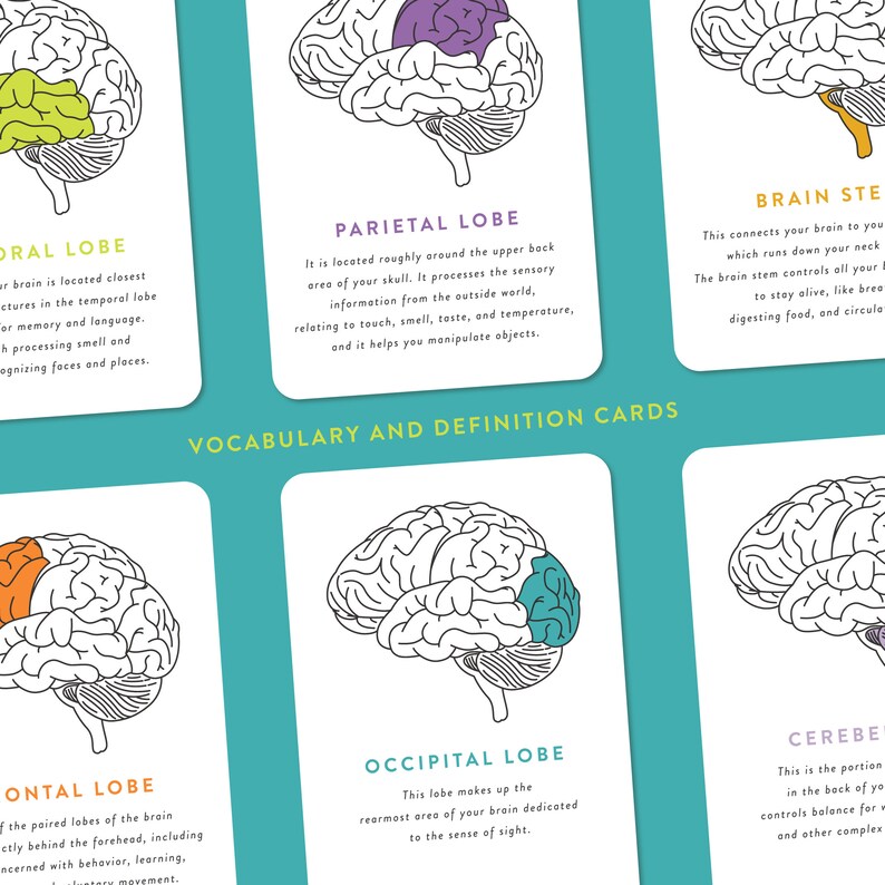 Human Brain Printable Activity Bundle - Human Brain Anatomy - Kids ...