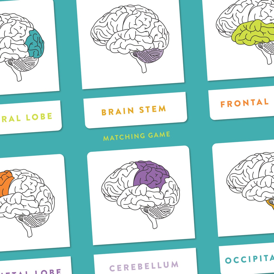Human Brain Printable Activity Bundle - Human Brain Anatomy - Kids ...