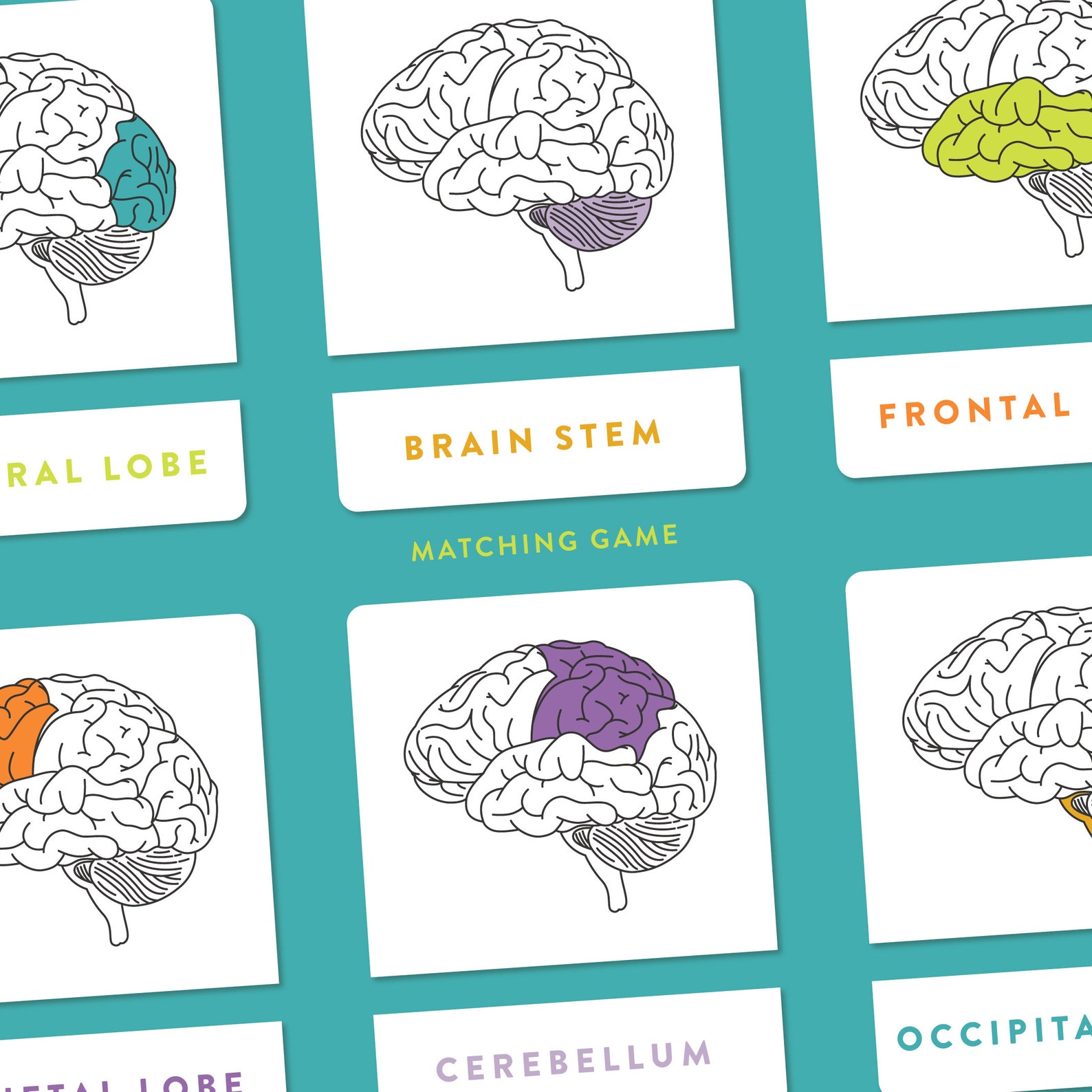 Human Brain Printable Activity Bundle - Human Brain Anatomy - Kids ...