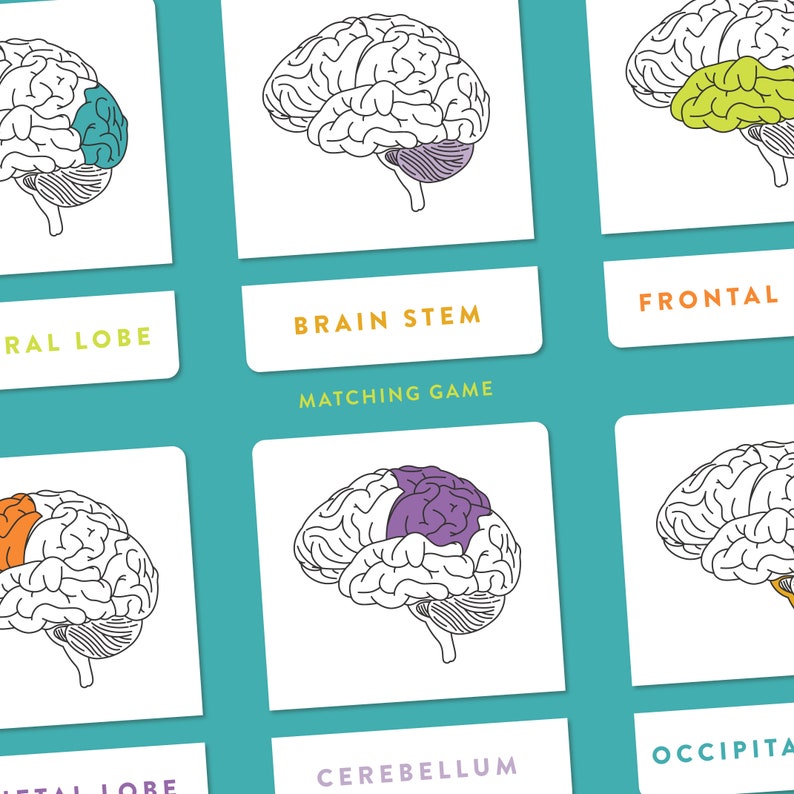 Human Brain Printable Activity Bundle - Human Brain Anatomy - Kids ...