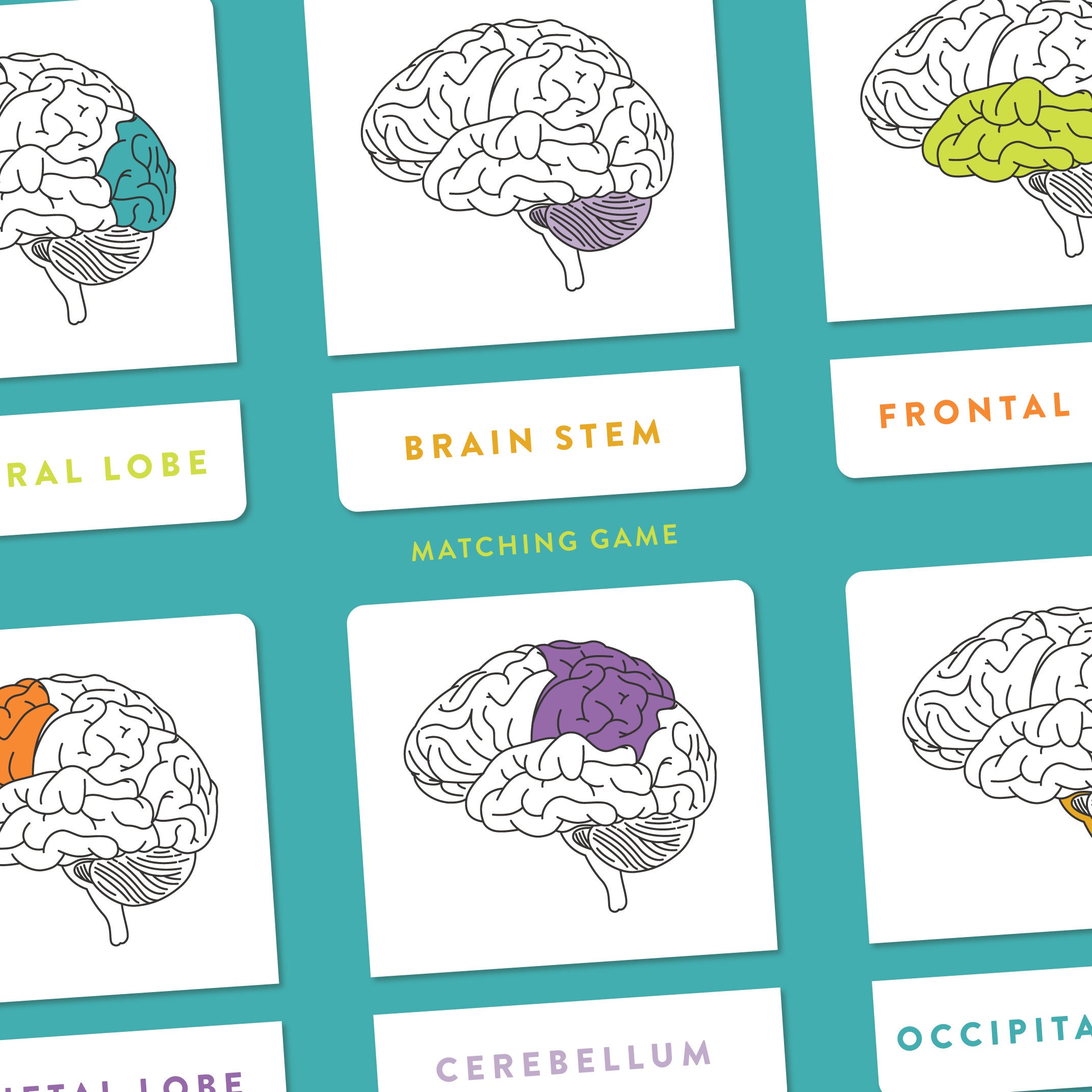 Human Brain Anatomy Activity Bundle – Kids Science, Homeschool (PDF) - Etsy