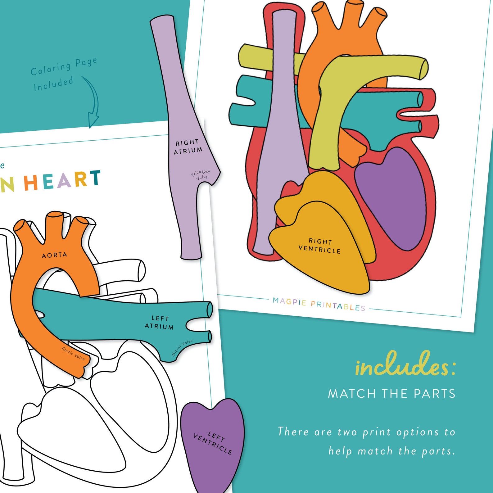 Human Heart Printable Activity Bundle - Human Heart Anatomy - Kids ...