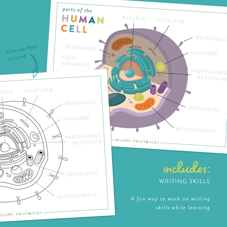 Human Cell Printable Activity Bundle - Human Cell Anatomy - Kids ...
