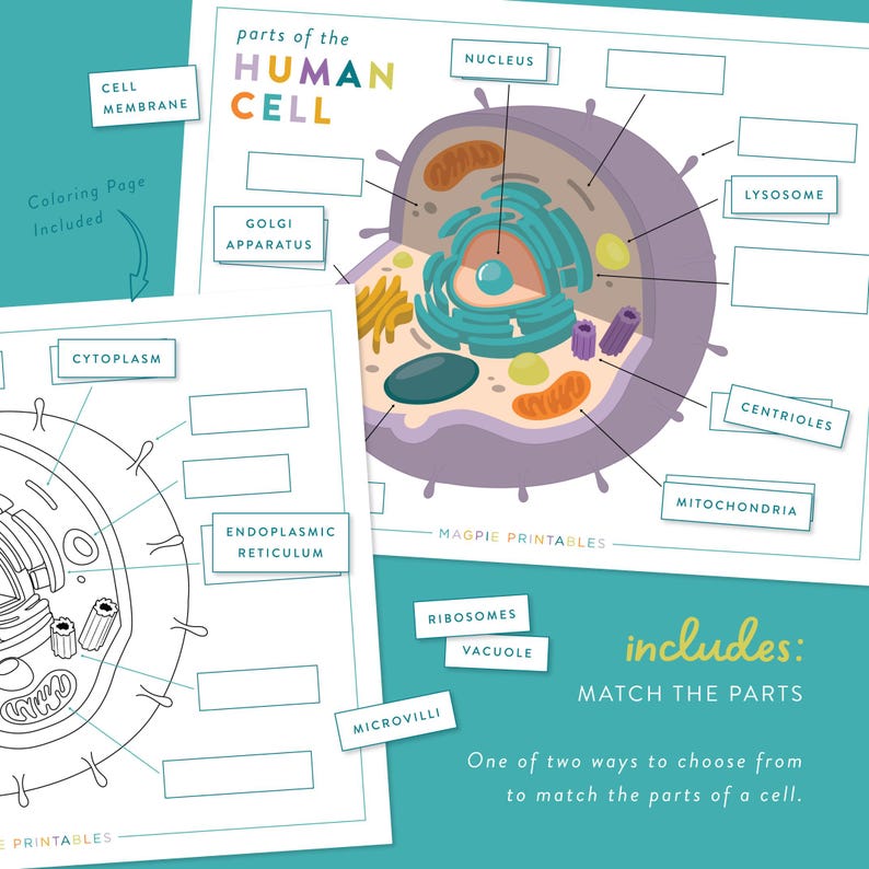Human Cell Printable Activity Bundle - Human Cell Anatomy - Kids ...