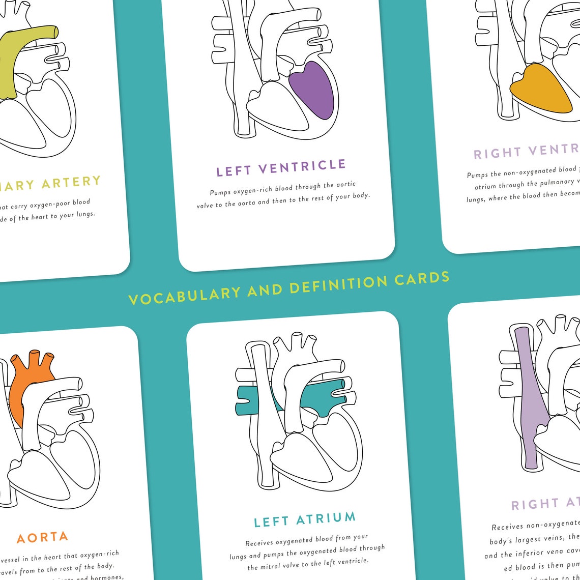 Human Heart Printable Activity Bundle - Human Heart Anatomy - Kids ...