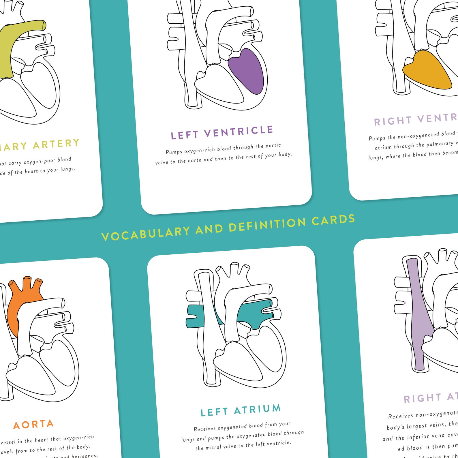 Human Heart Printable Activity Bundle - Human Heart Anatomy - Kids ...