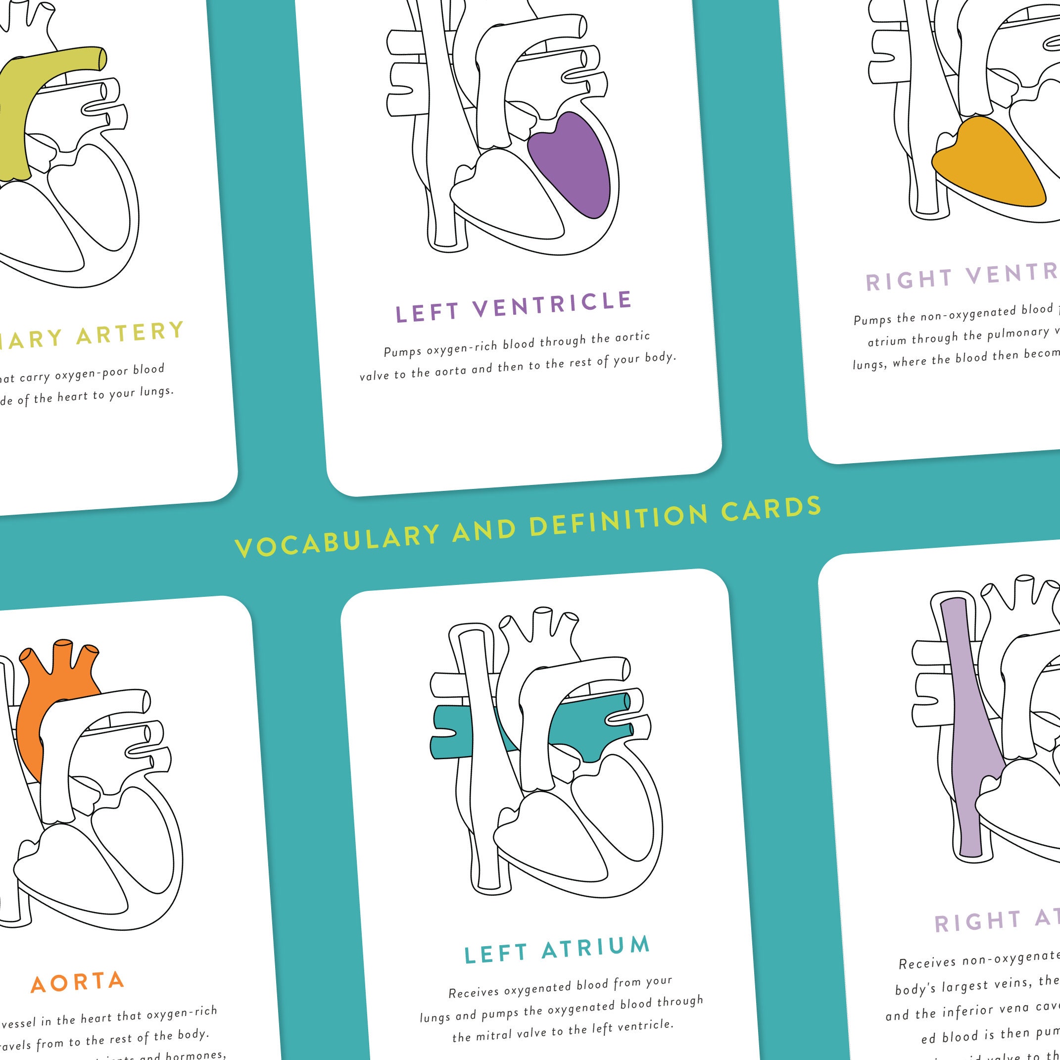 Human Heart Printable Activity Bundle - Human Heart Anatomy - Kids ...