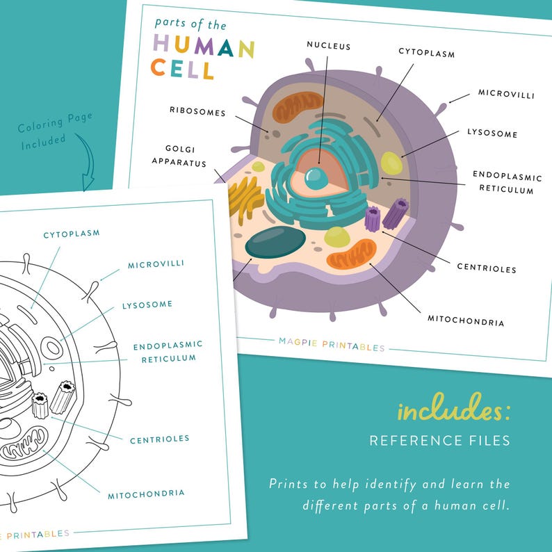 Human Cell Printable Activity Bundle - Human Cell Anatomy - Kids ...