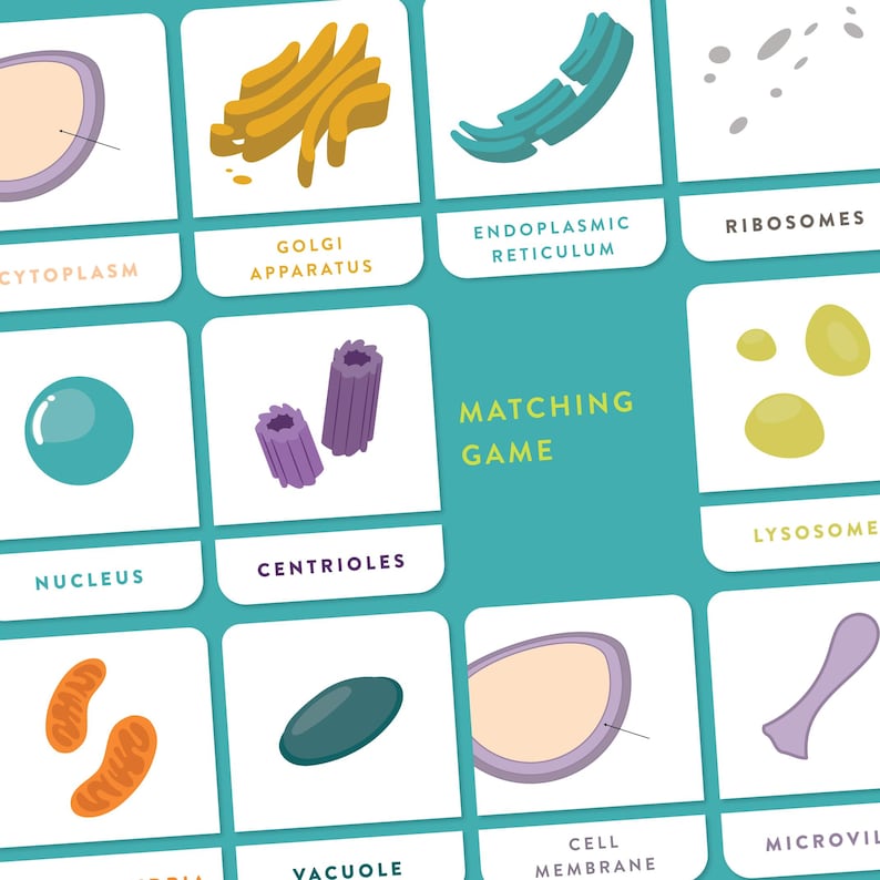 Human Cell Printable Activity Bundle - Human Cell Anatomy - Kids ...