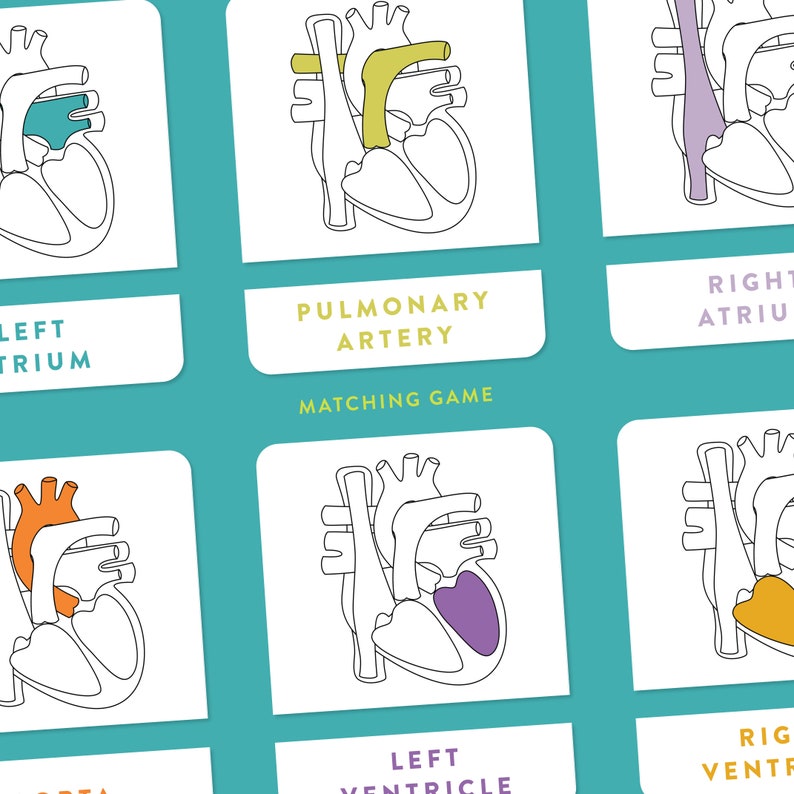 Human Heart Printable Activity Bundle - Human Heart Anatomy - Kids ...