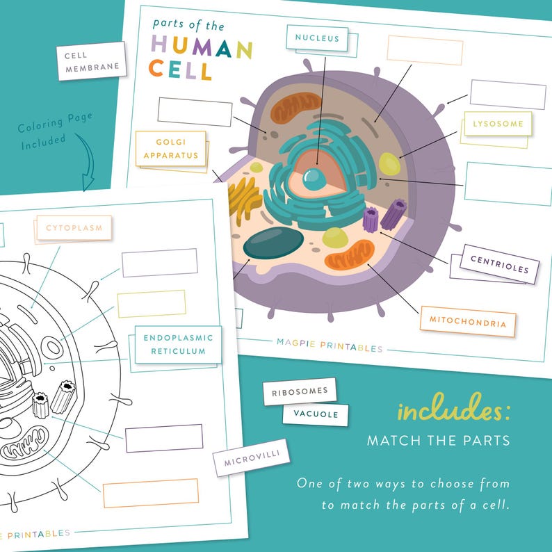 Human Cell Printable Activity Bundle - Human Cell Anatomy - Kids ...
