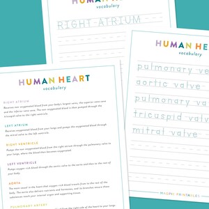 Human Heart Printable Activity Bundle - Human Heart Anatomy - Kids ...