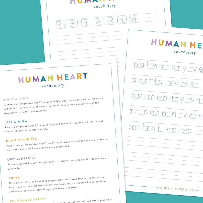 Human Heart Printable Activity Bundle - Human Heart Anatomy - Kids ...