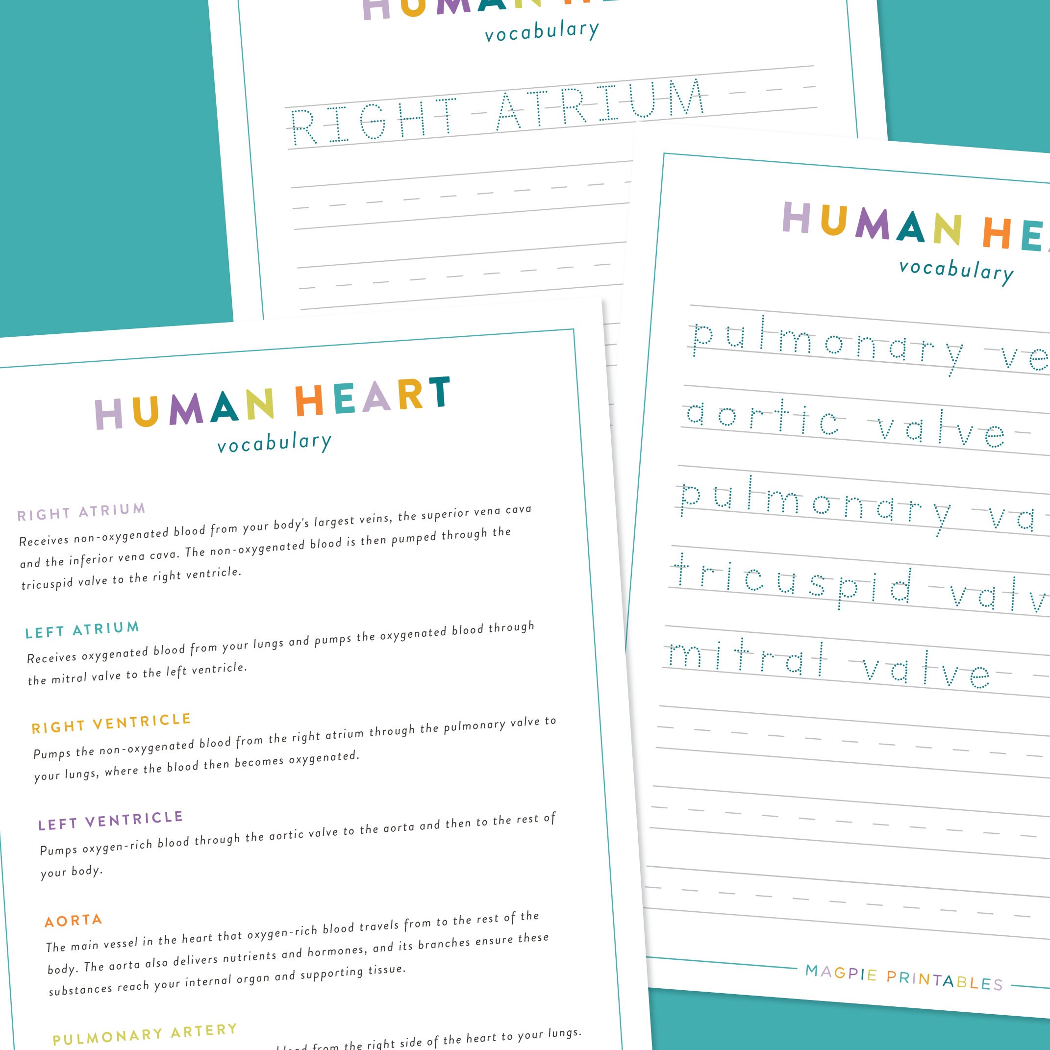 Human Heart Printable Activity Bundle - Human Heart Anatomy - Kids ...