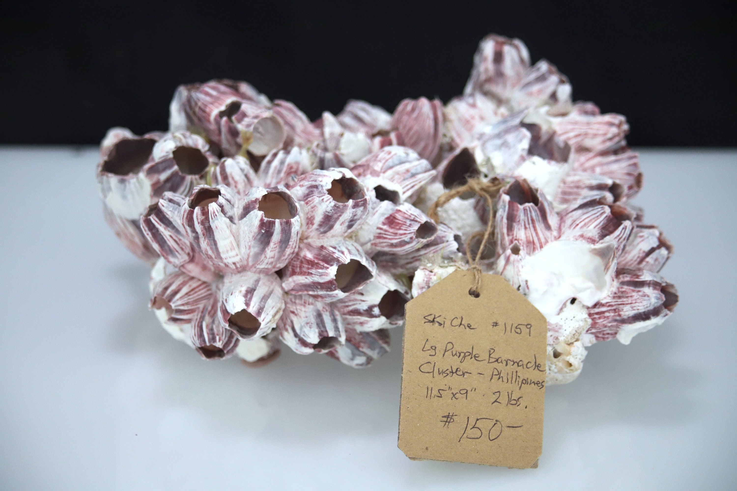 Large Purple Barnacle Cluster Philippines 11 1/2 X 9 - Etsy
