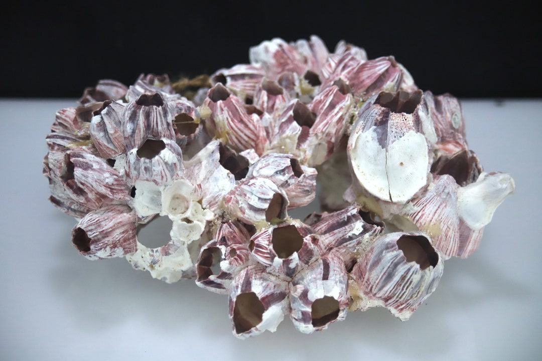 Large Purple Barnacle Cluster Philippines 11 1/2 X 9 - Etsy