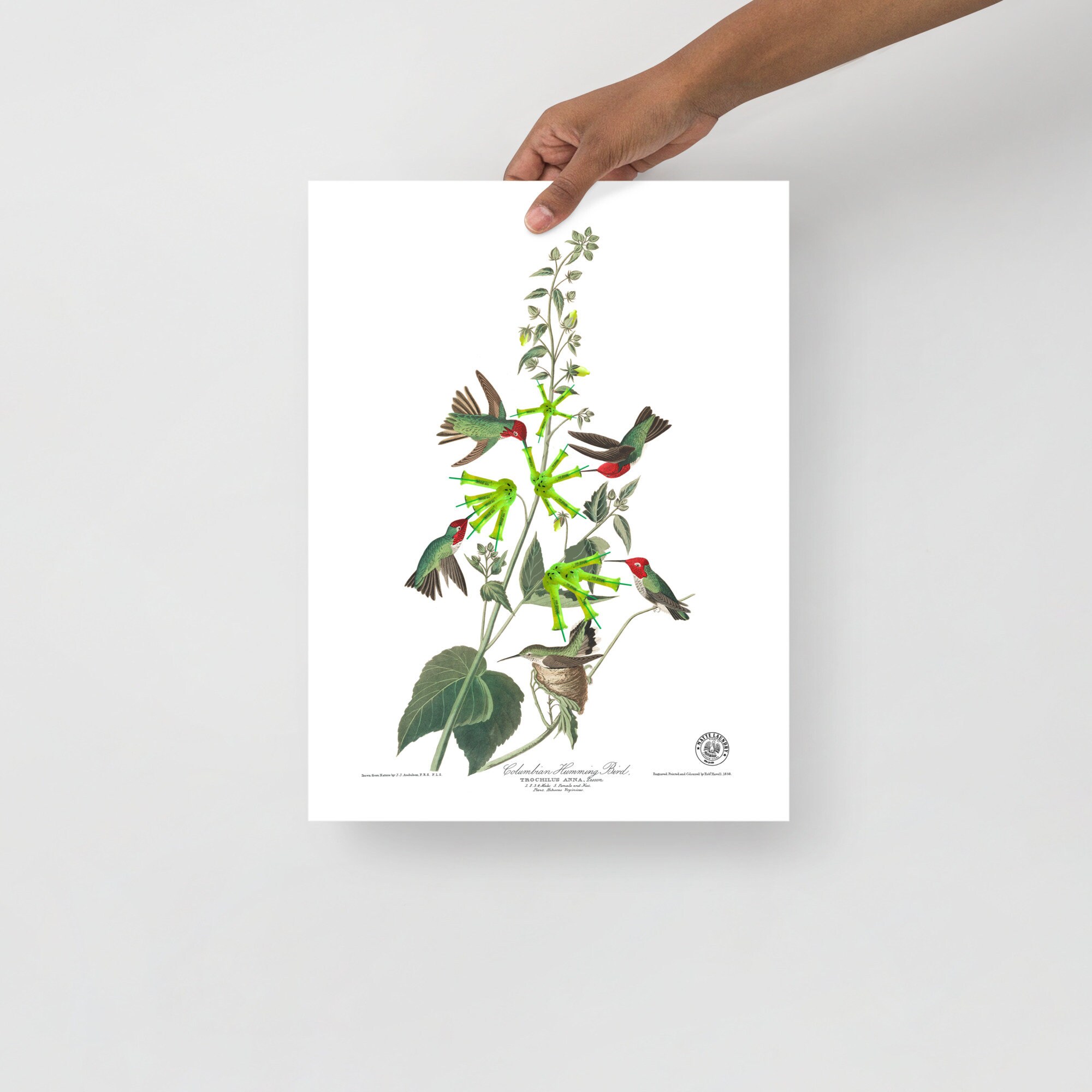 Hand Grenade Honeysuckle Poster - Etsy