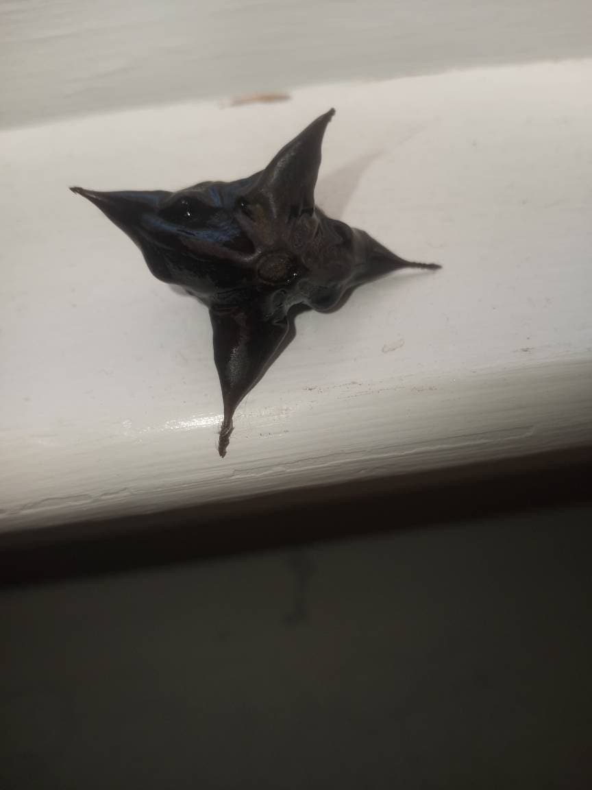 Devil Pods - Etsy