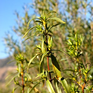 Labdanum Absolute Pure and Natural, Spain cistus Ladaniferus - Etsy