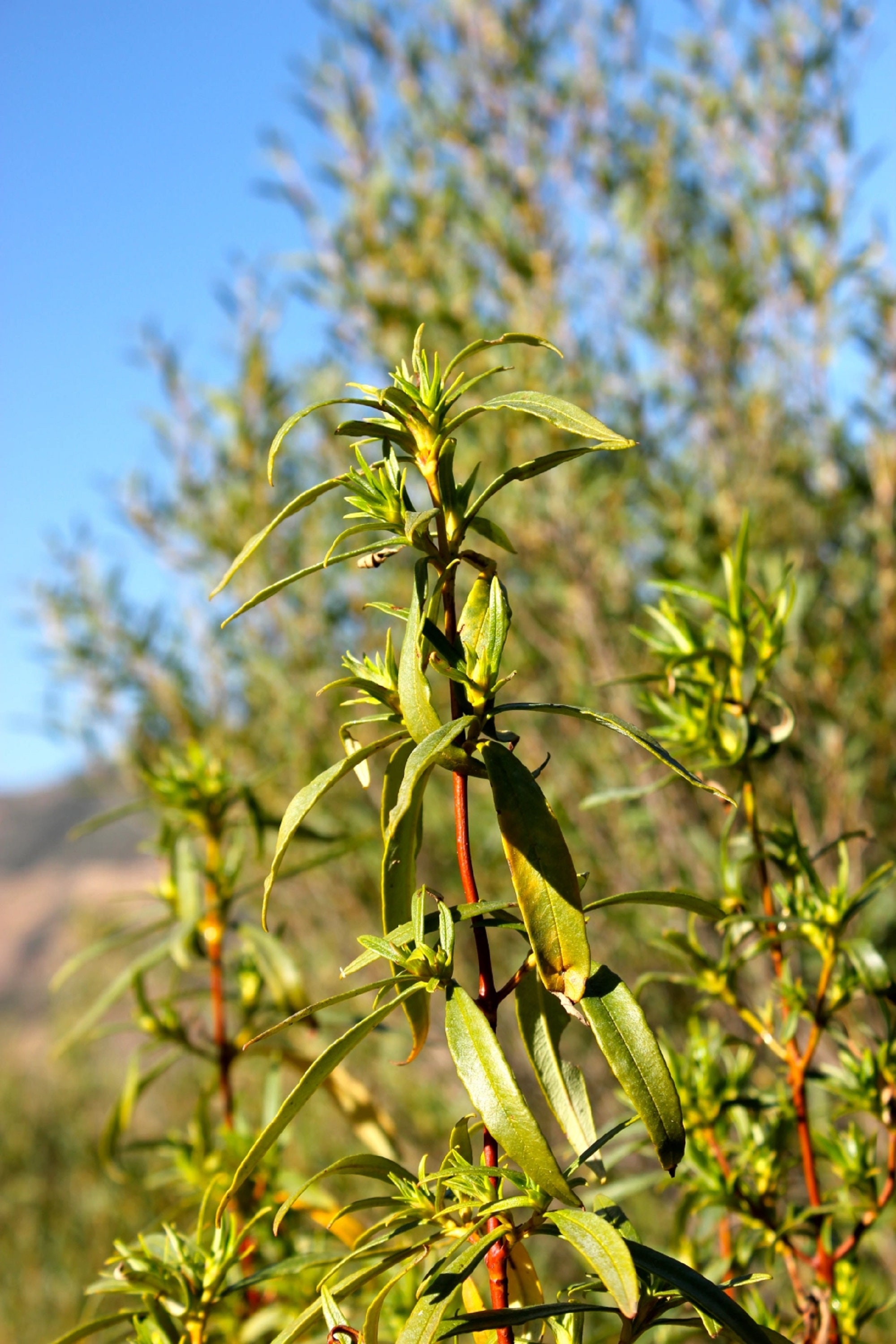 Labdanum Absolute Pure and Natural, Spain cistus Ladaniferus - Etsy