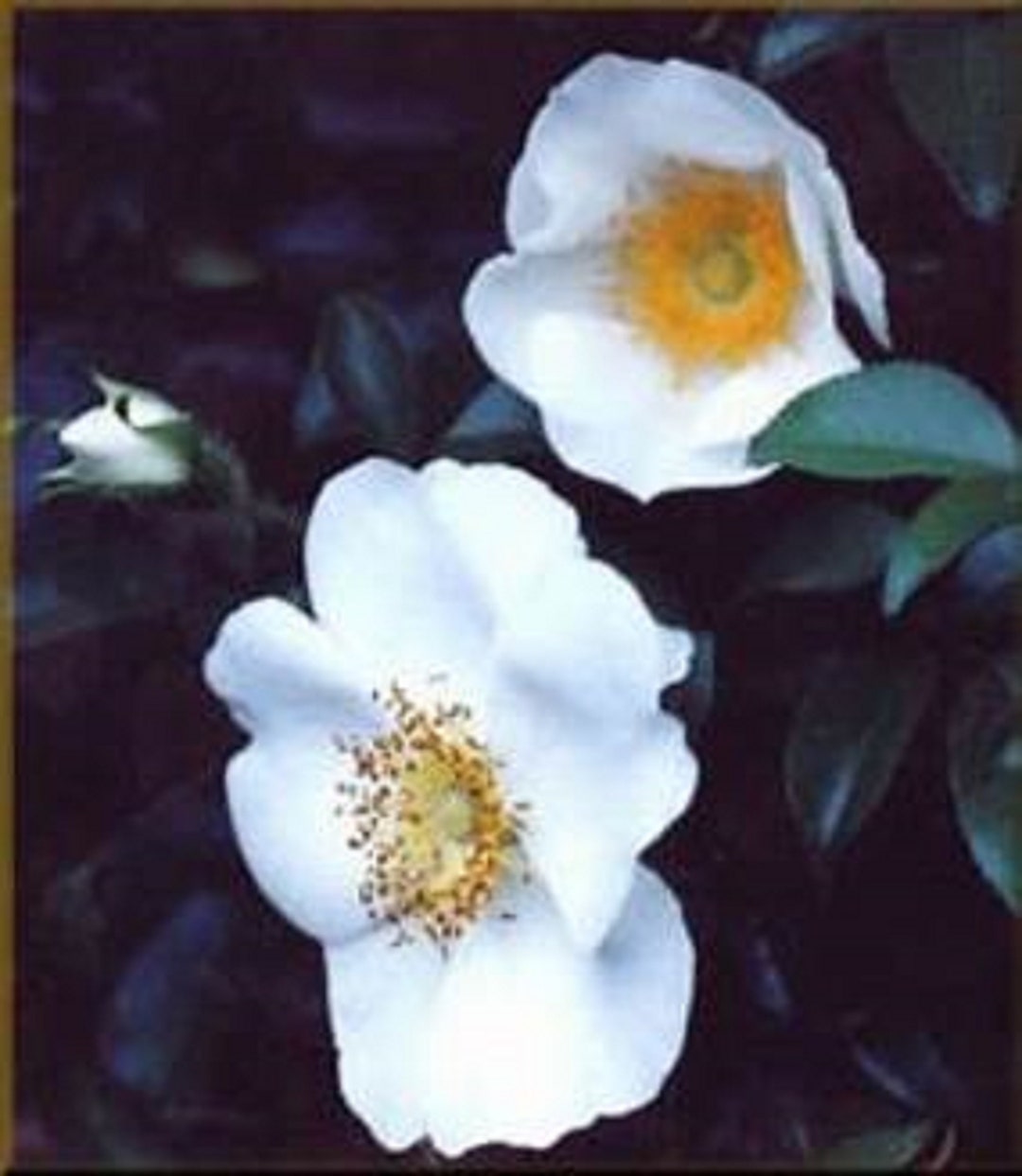 Labdanum Absolute Pure and Natural, Spain cistus Ladaniferus - Etsy