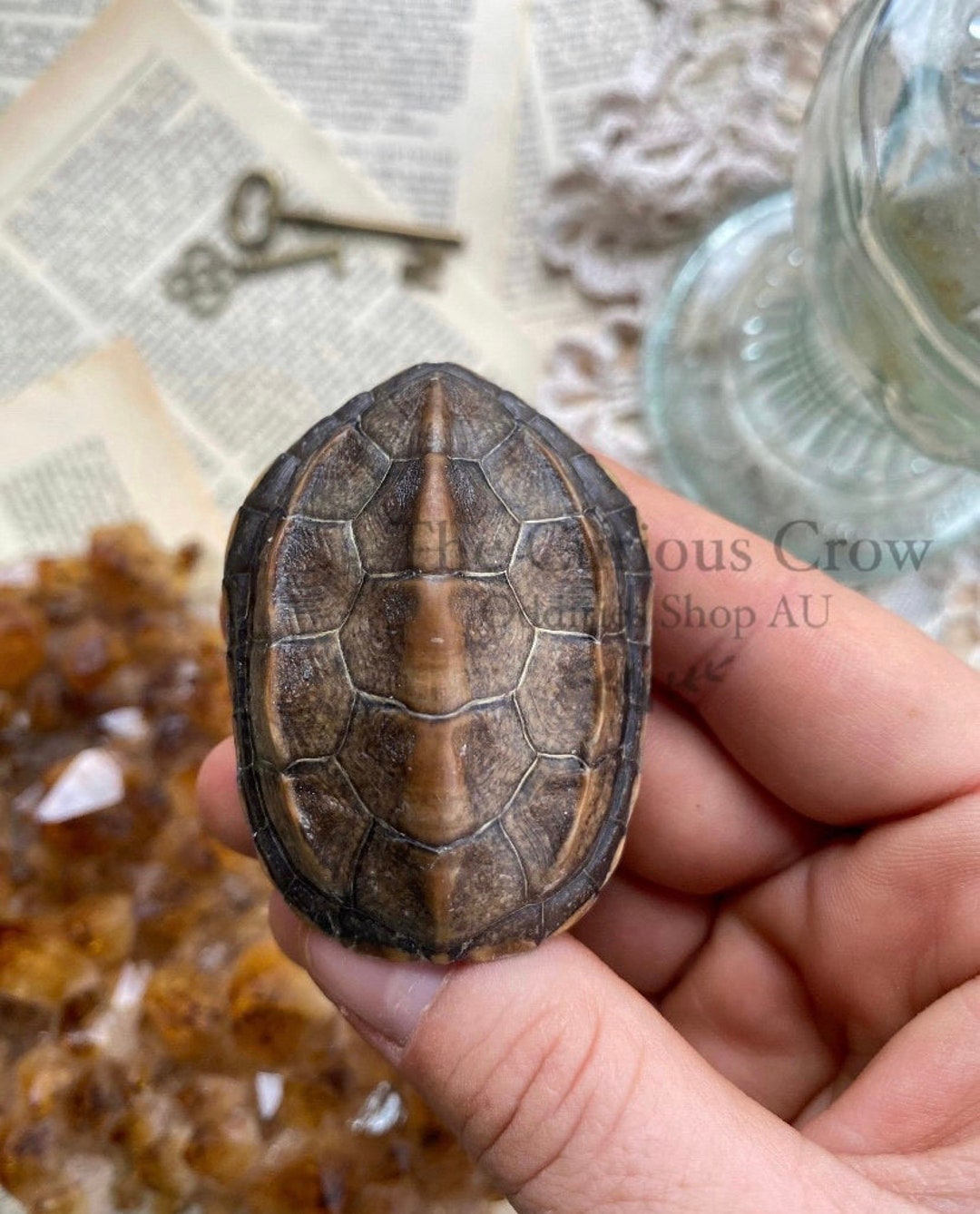 Real Turtle Shell, Curiosities, Oddities, Taxidermy, Tiny Preserved ...