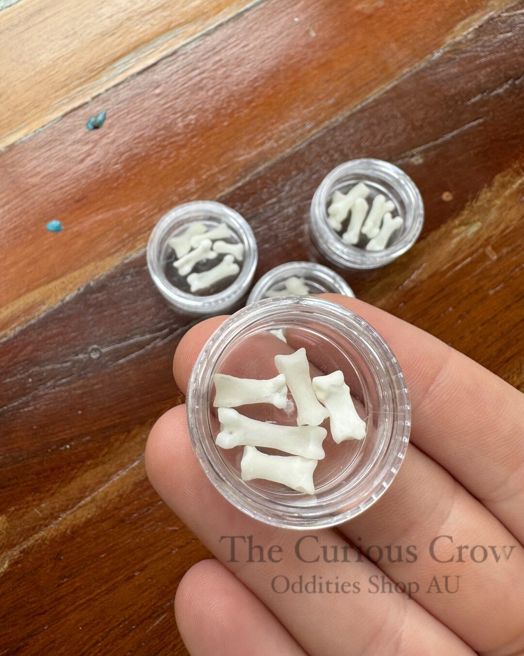 Fox Foot Bones, Miniature Bones in a Jar, Oddities, Curiosities, Small ...