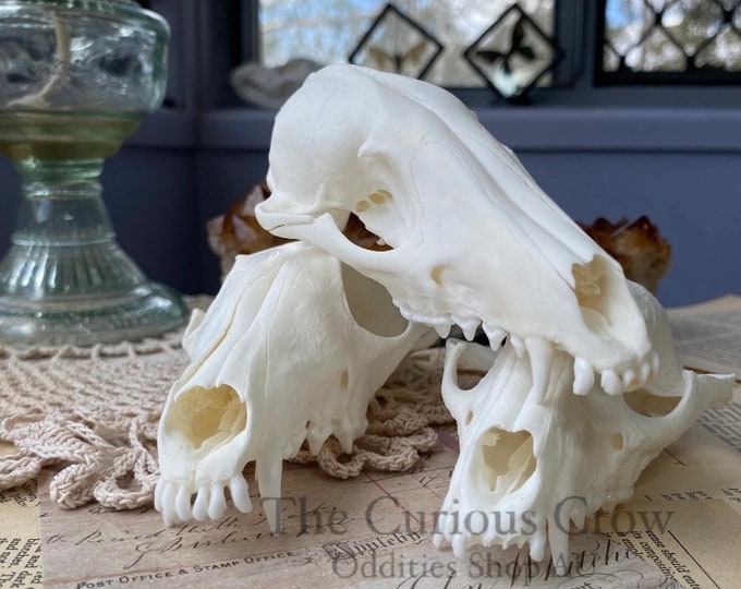 Craft Grade Raccoon Skull, Tanuki, Bone Specimen, Wall Shelf Decor ...