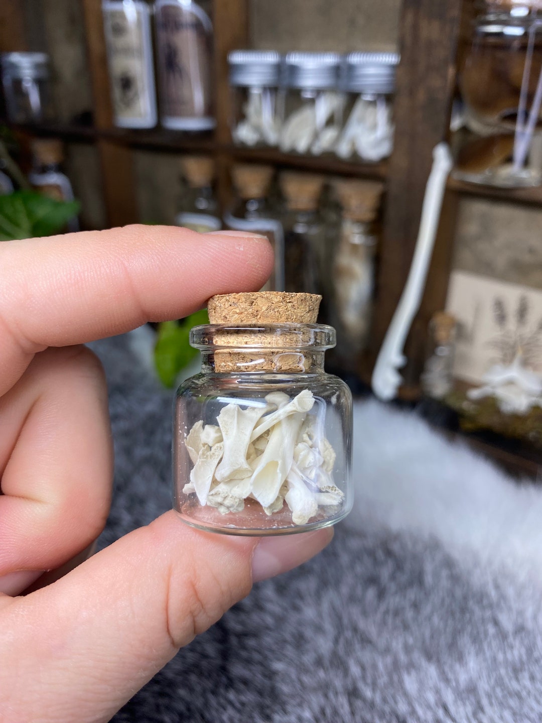 Guinea Pig Bones Miniature Bones in a Jar Oddities - Etsy