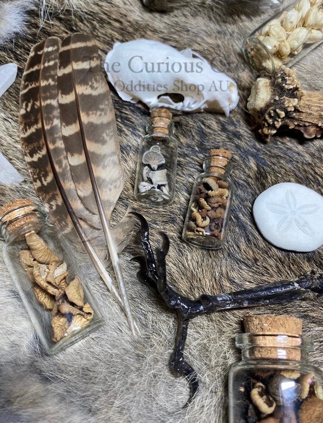 Curious Crow, Oddity Collection, Mystery Box, Taxidermy, Gothic Gift ...